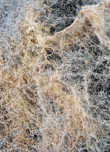 With Stunning Detail, Jess Gough Photographs The Earth’s Striking ...