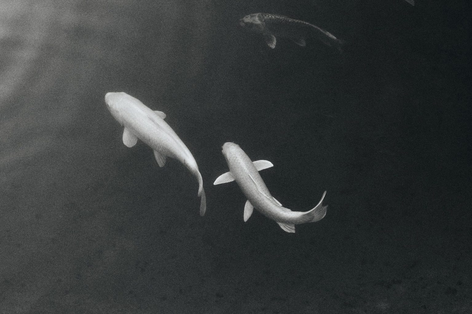 Beautiful And Considered Images, Masterfully Lensed By Rich Stapleton ...