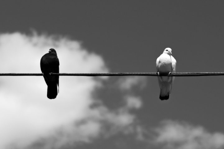 Surreal Yet Ordinary, Eric Kogan’s Photographs Of City Birds Highlight ...