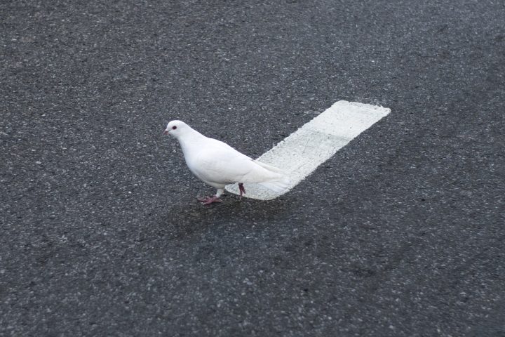 Surreal Yet Ordinary, Eric Kogan’s Photographs Of City Birds Highlight ...