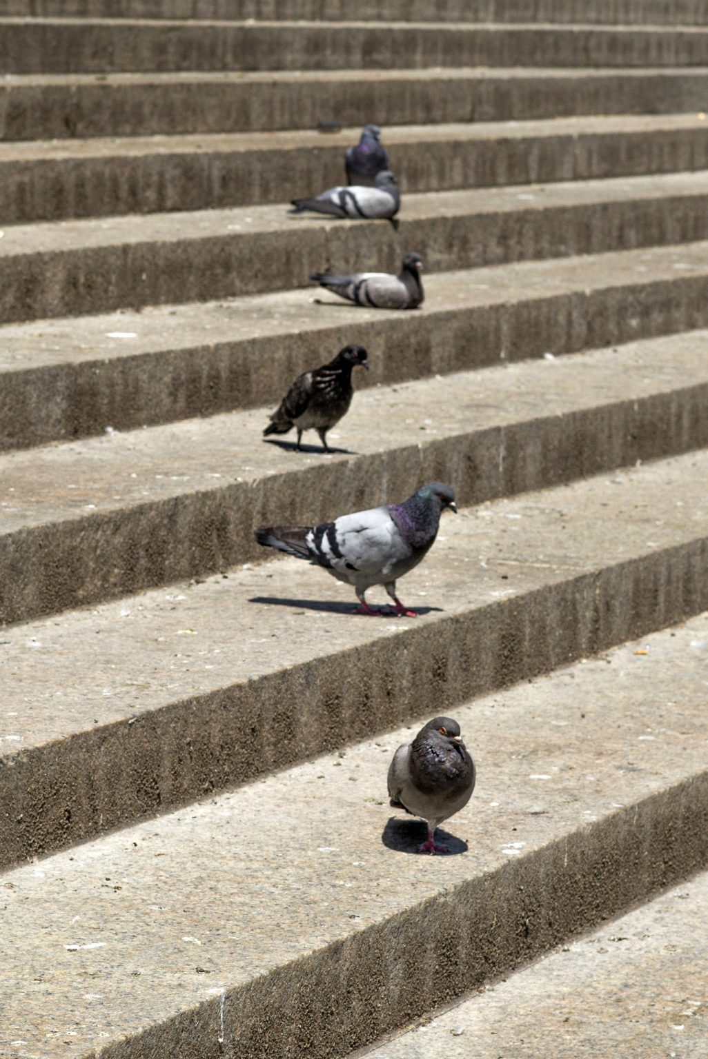 Surreal Yet Ordinary, Eric Kogan’s Photographs Of City Birds Highlight ...