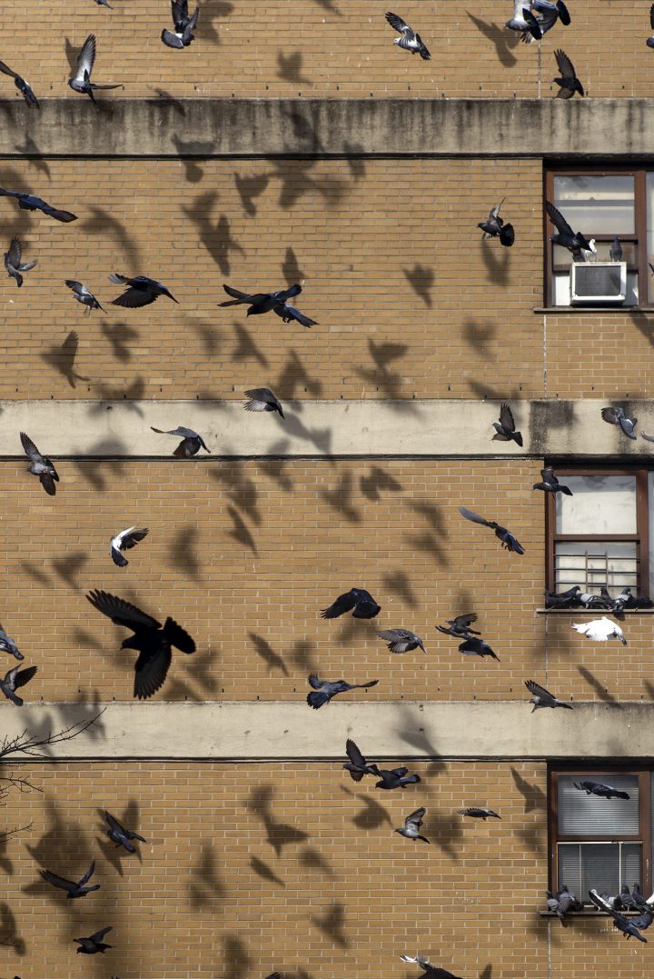 Surreal Yet Ordinary, Eric Kogan’s Photographs Of City Birds Highlight ...