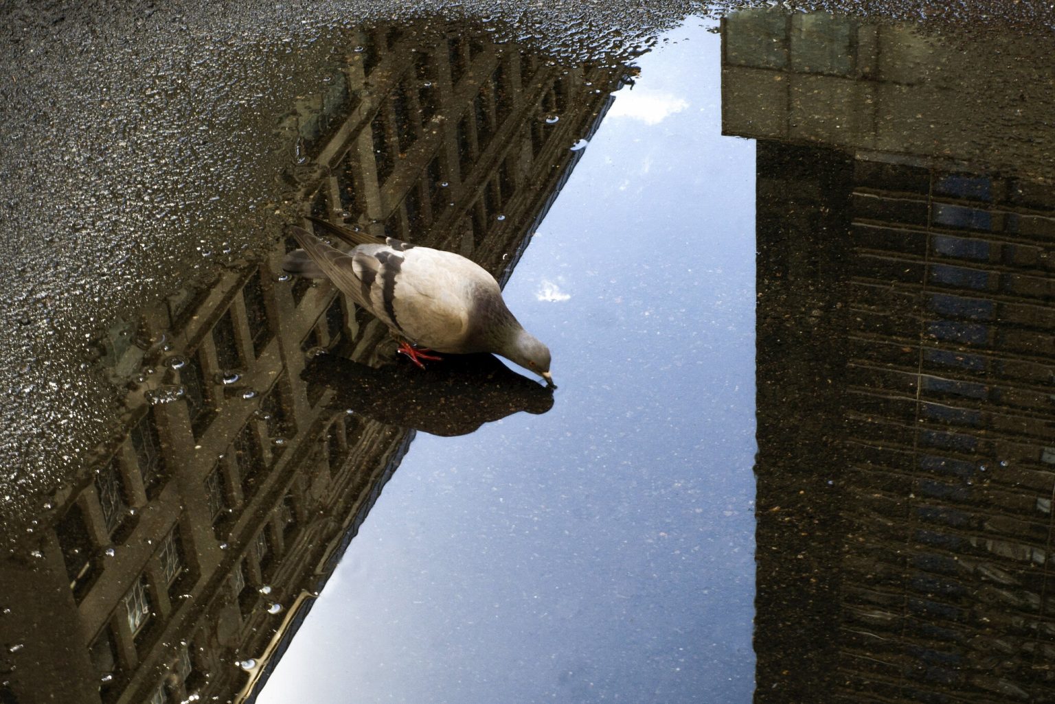 Surreal Yet Ordinary, Eric Kogan’s Photographs Of City Birds Highlight ...
