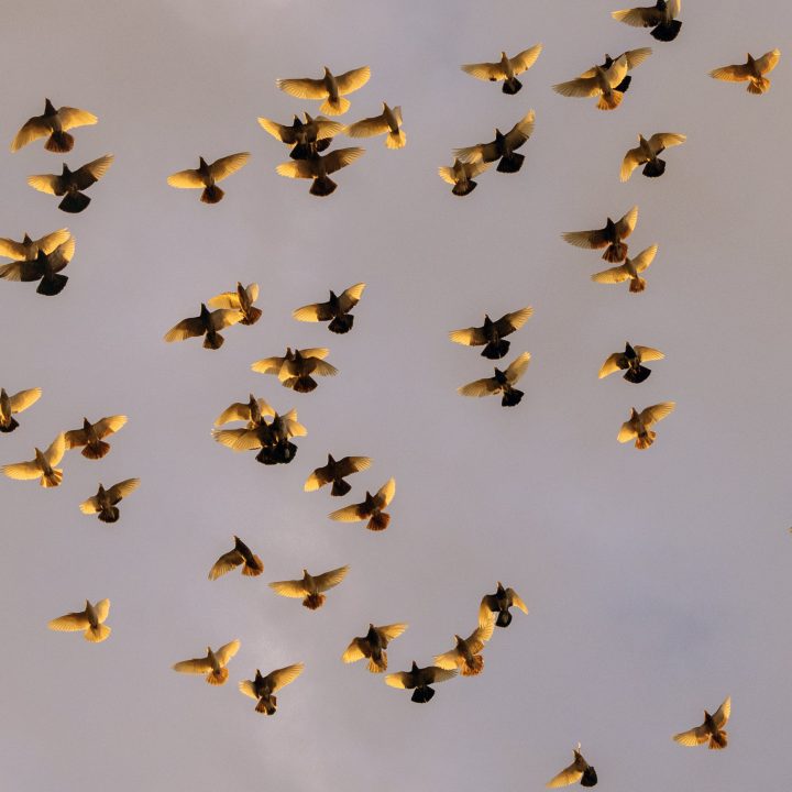 Surreal Yet Ordinary, Eric Kogan’s Photographs Of City Birds Highlight ...