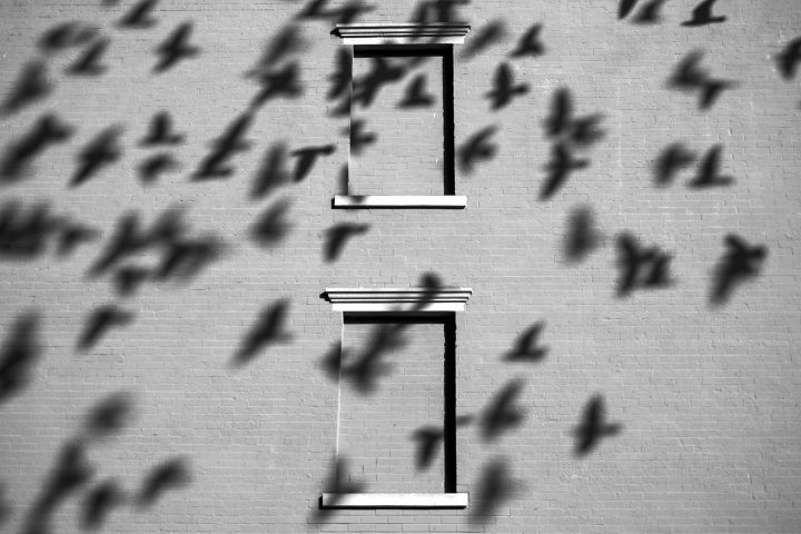 Surreal Yet Ordinary, Eric Kogan’s Photographs Of City Birds Highlight ...