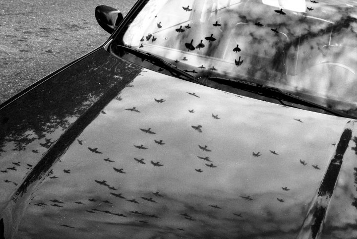 Surreal Yet Ordinary, Eric Kogan’s Photographs Of City Birds Highlight ...