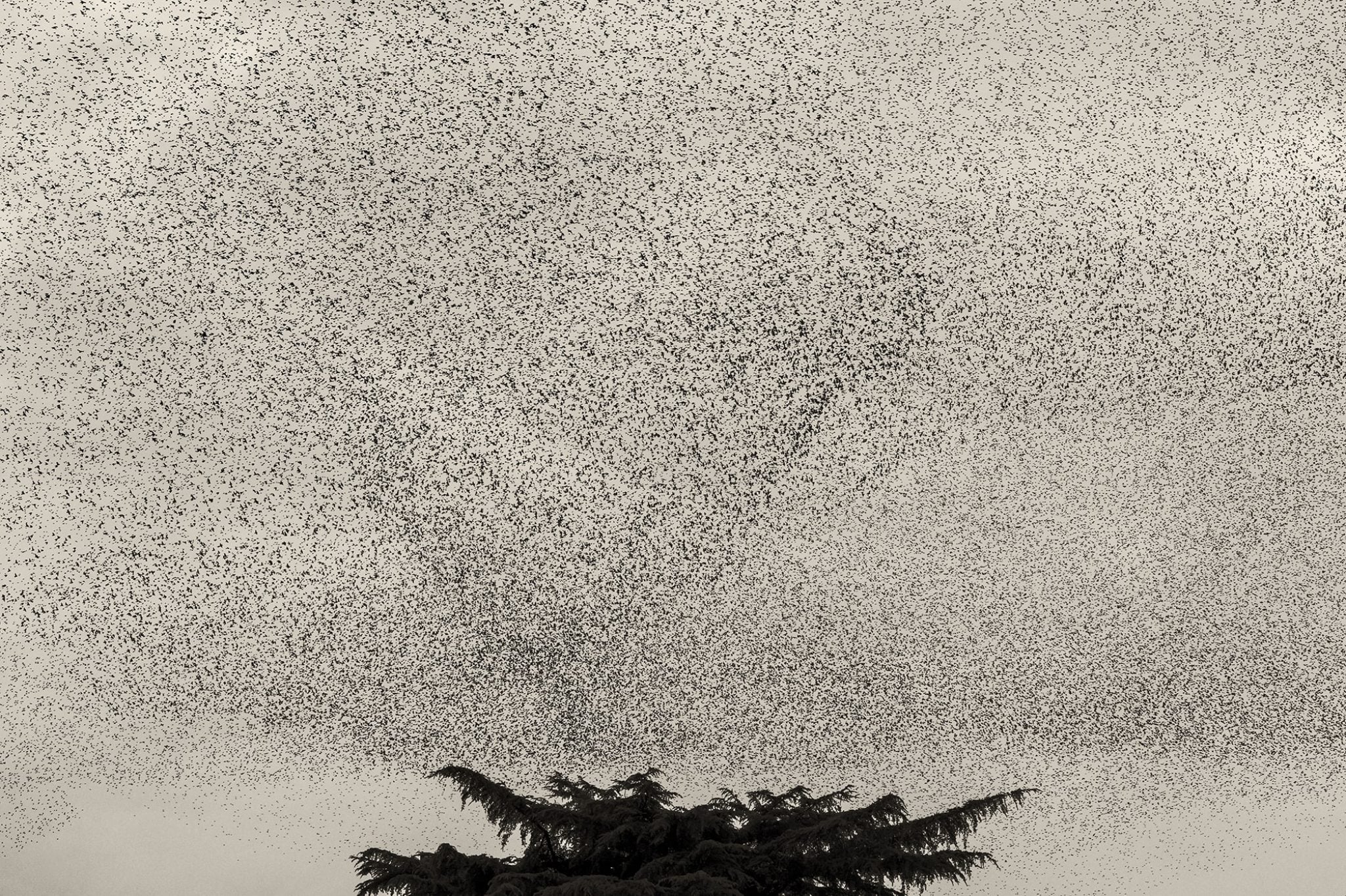 Black Sun: Søren Solkær’s Captivating Record Of The Swirling Displays ...